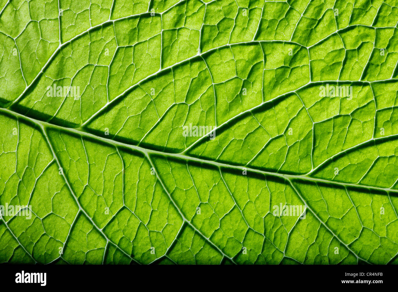 Borage (Borago officinalis), close-up of leaf Stock Photo - Alamy