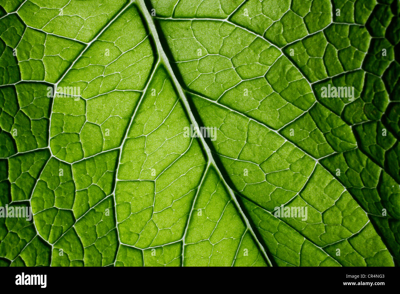 Borage leaf hi-res stock photography and images - Alamy