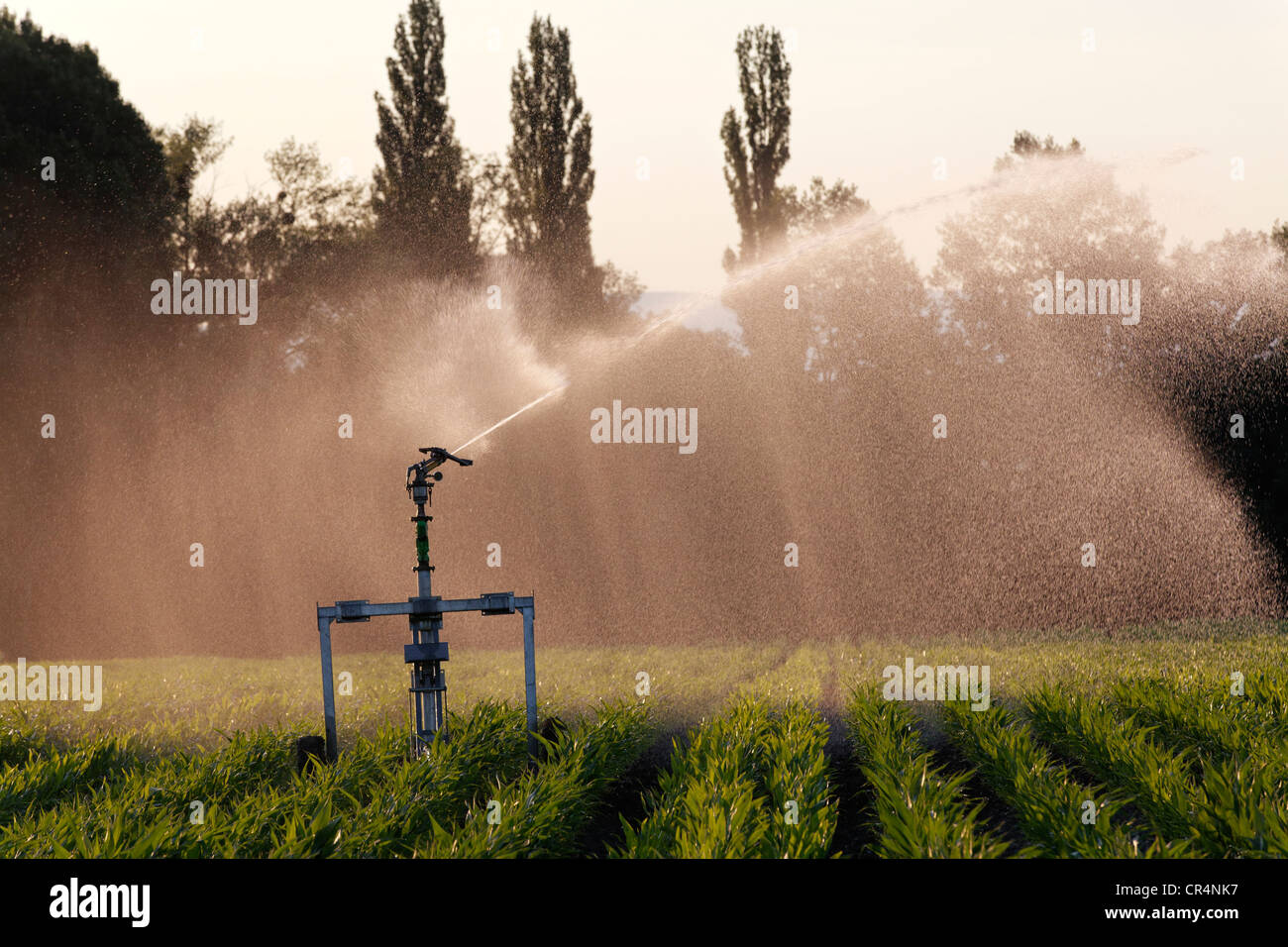 Irrigation of a corn field by water pump, Limagne plain, Puy de Dome ...