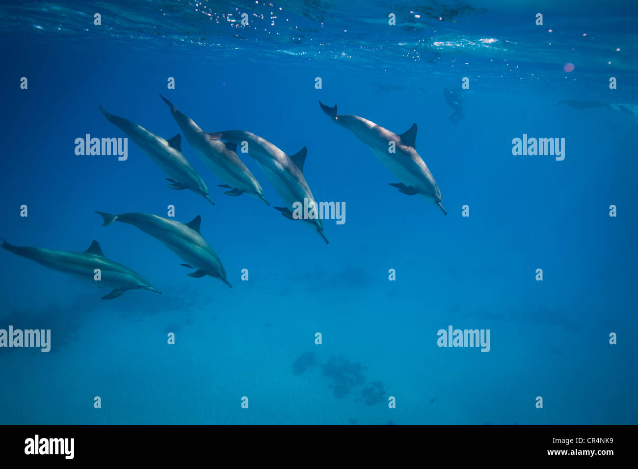 Spinner dolphins in the Red Sea, Egypt Stock Photo - Alamy