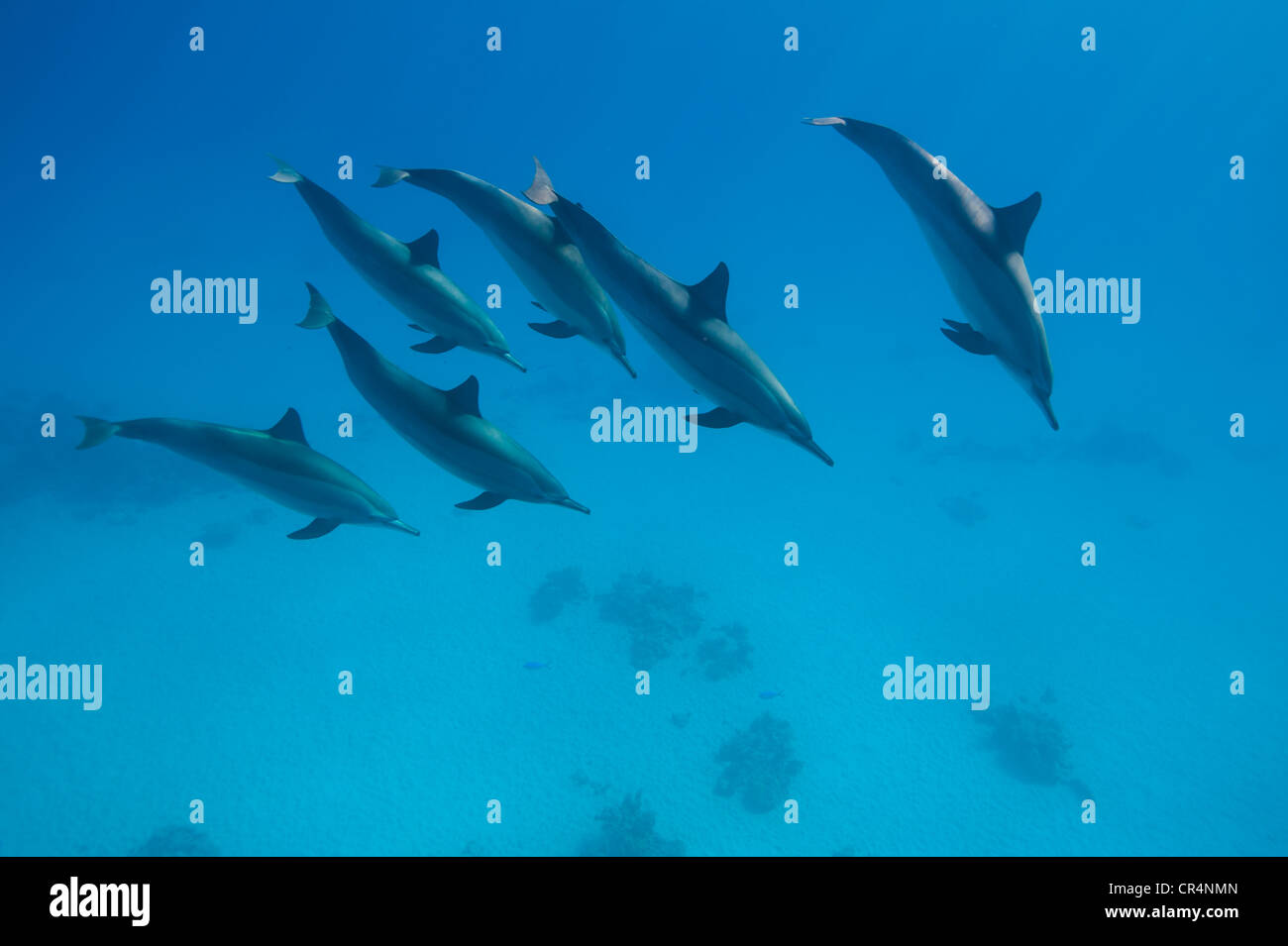 Spinner dolphins in the Red Sea, Egypt Stock Photo - Alamy
