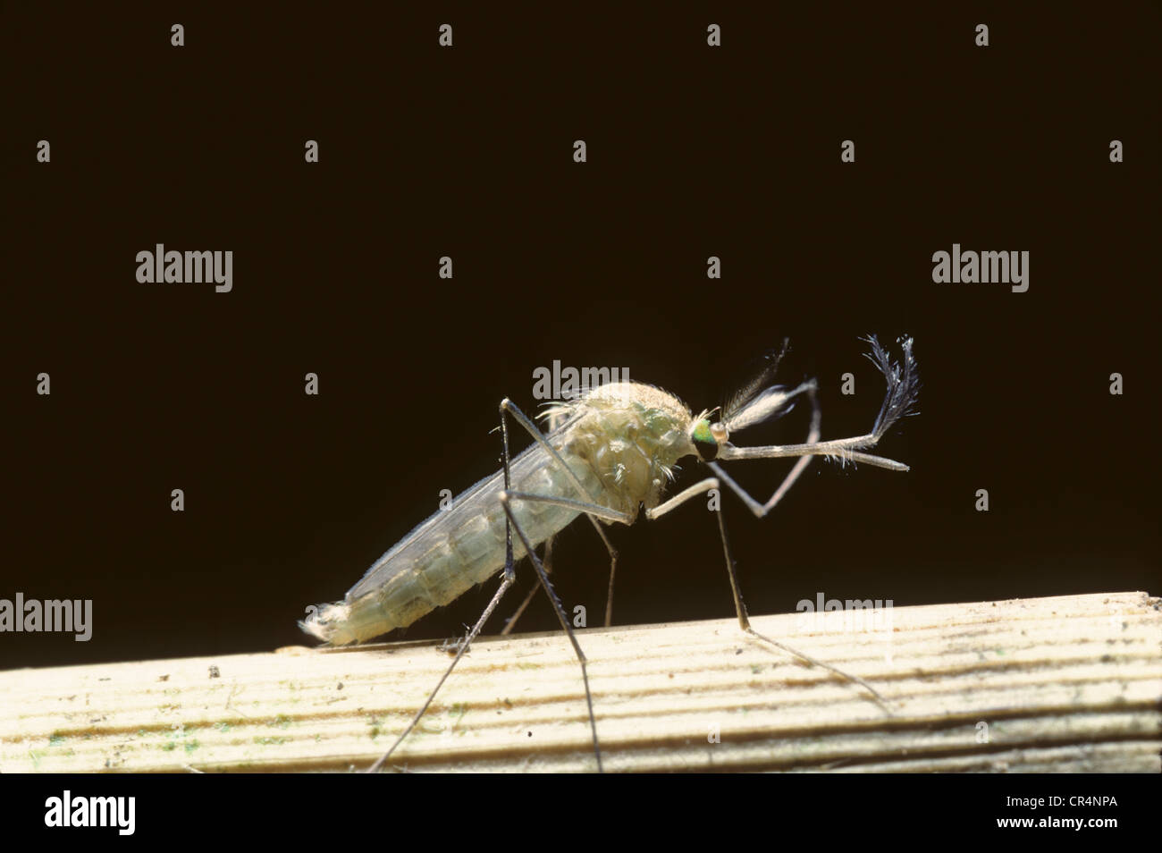 Mosquito (Culex sp Stock Photo - Alamy