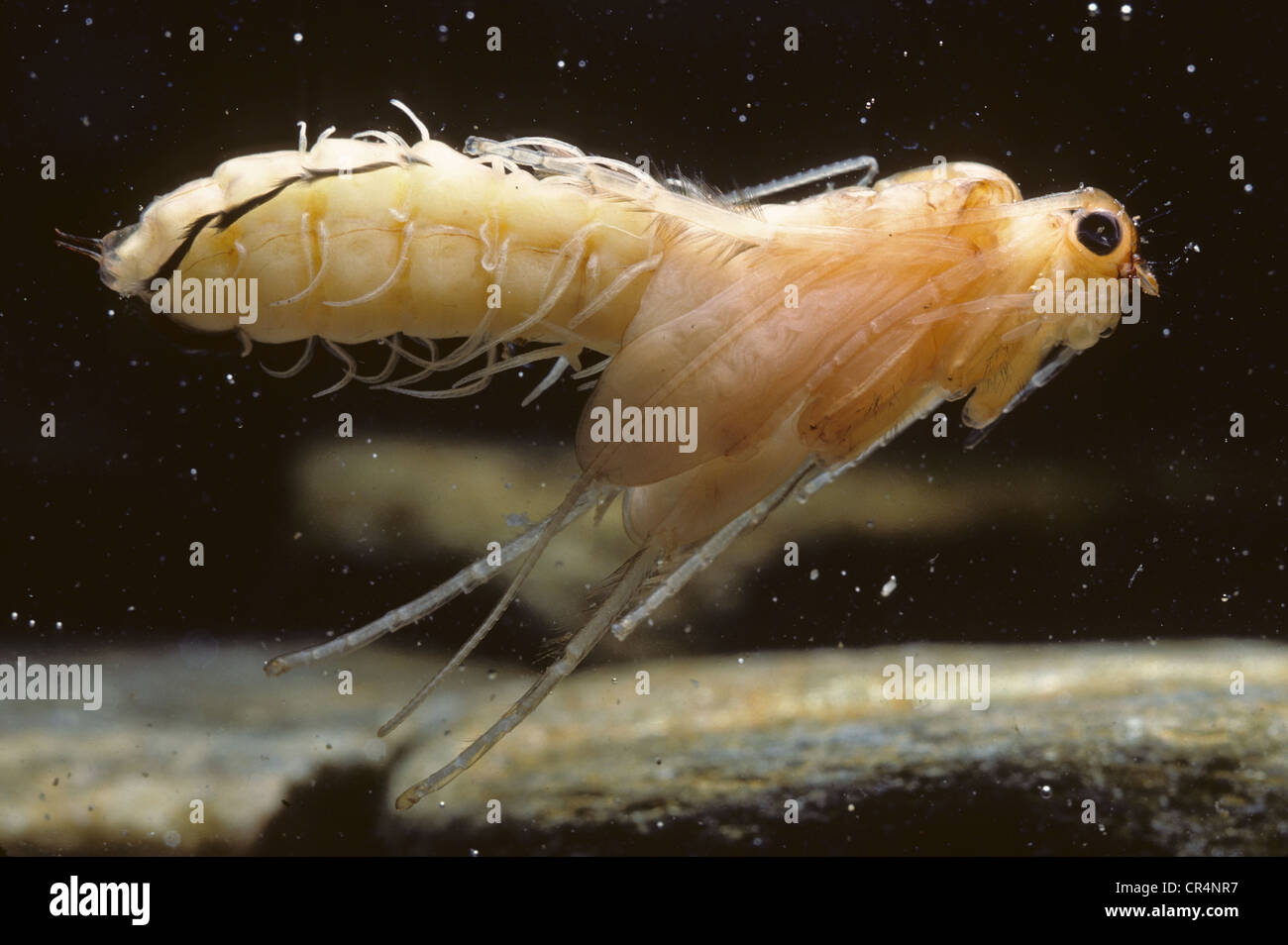 Larva of Tricoptera sp Stock Photo - Alamy