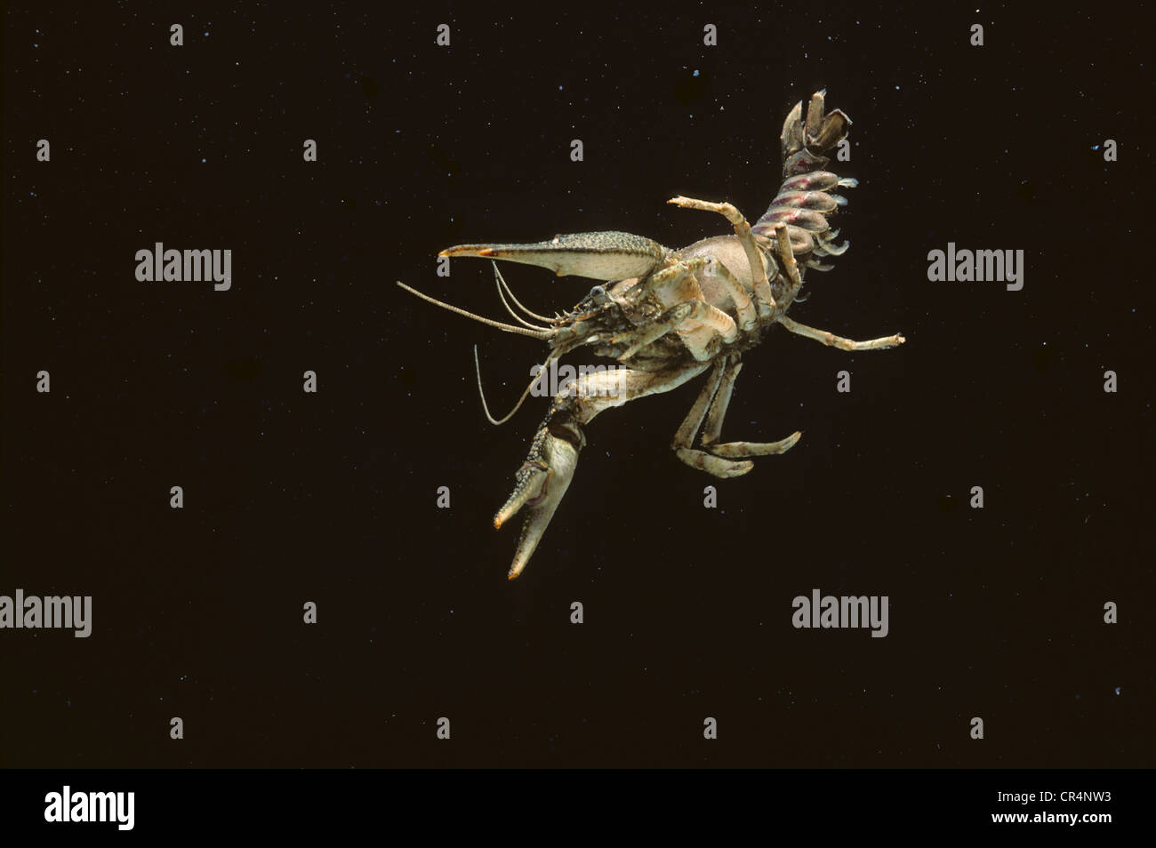 Invasive North American crayfish (Orconectes limosus Stock Photo - Alamy