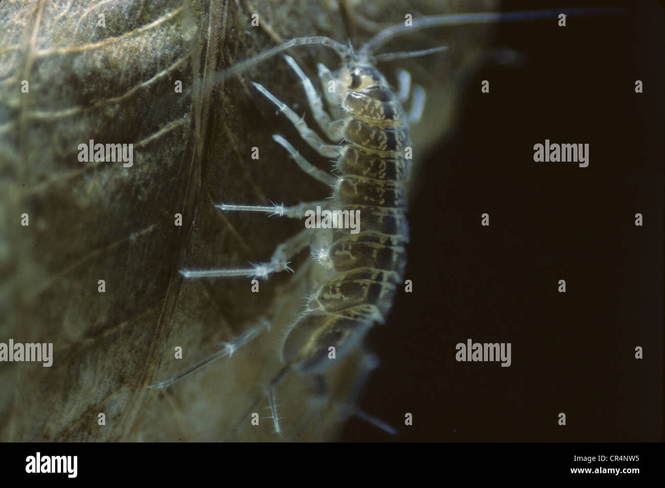 Sowbug hi-res stock photography and images - Alamy