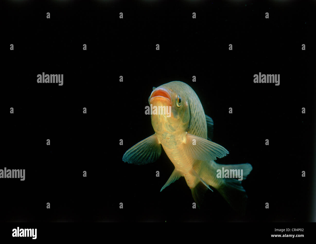 Rudd scardinius erythrophthalmus hi-res stock photography and images ...