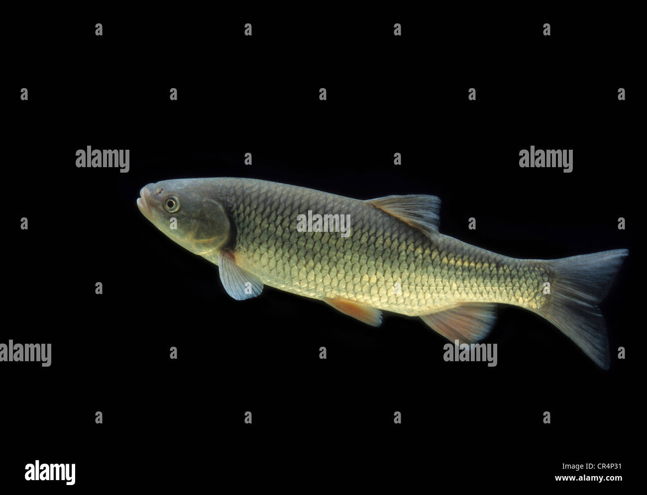 Cephalus my hi-res stock photography and images - Alamy