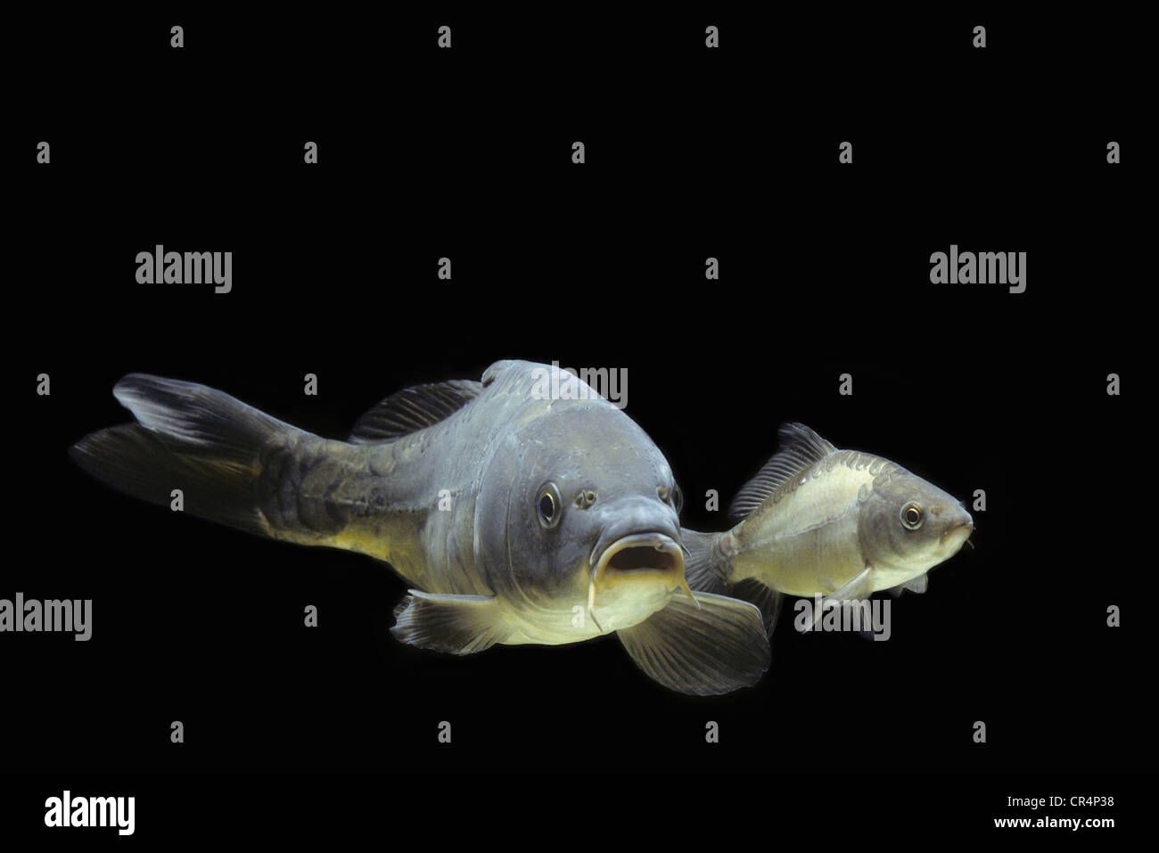 European carps hi-res stock photography and images - Alamy