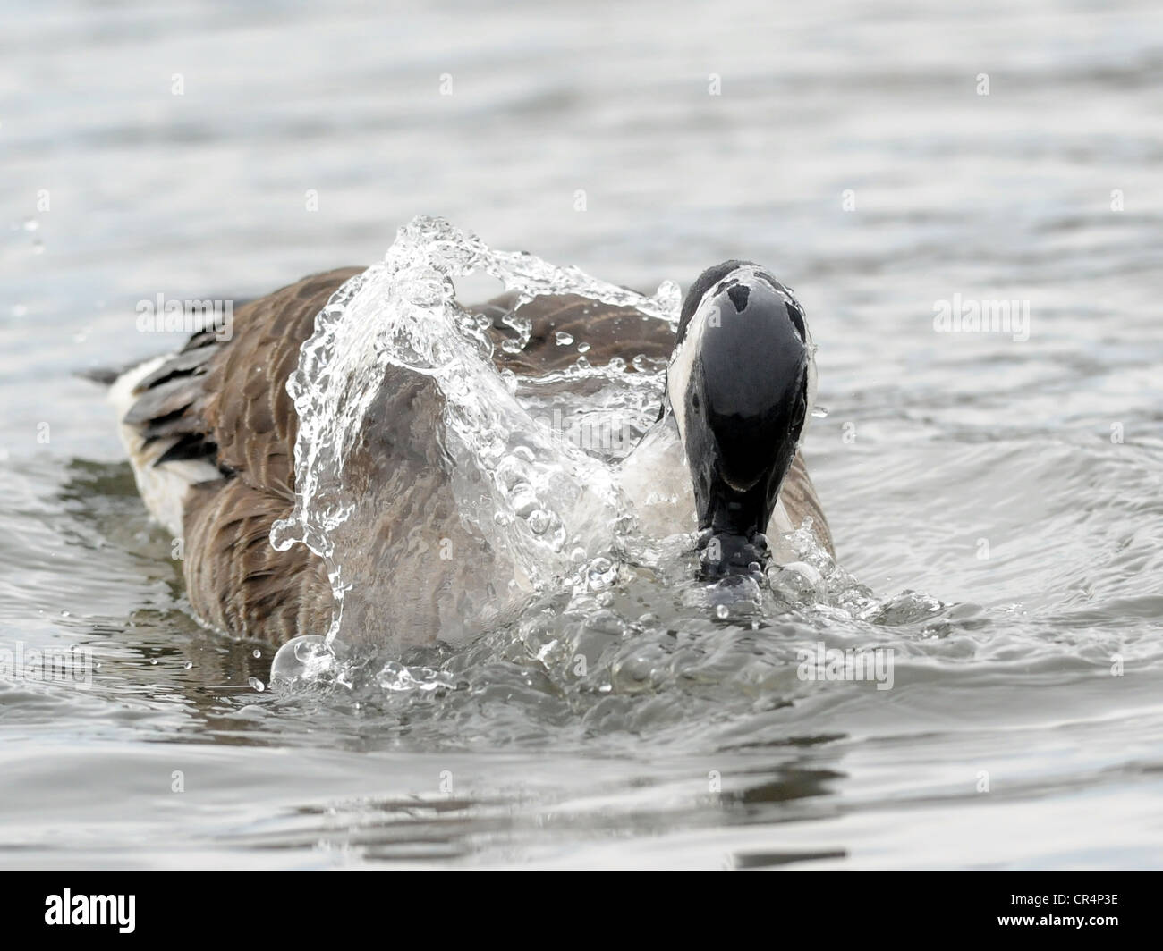 A canadian goose with his head underwater Stock Photo - Alamy