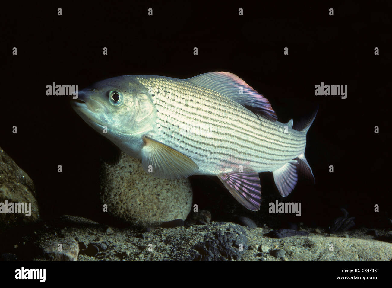 Grayling (Thymallus thymallus Stock Photo - Alamy