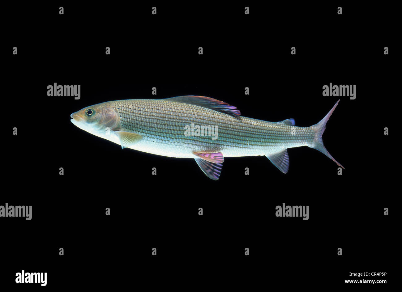 Grayling fish hi-res stock photography and images - Alamy