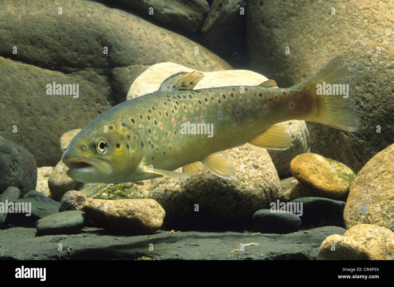 Brown trout (Salmo trutta fario Stock Photo - Alamy