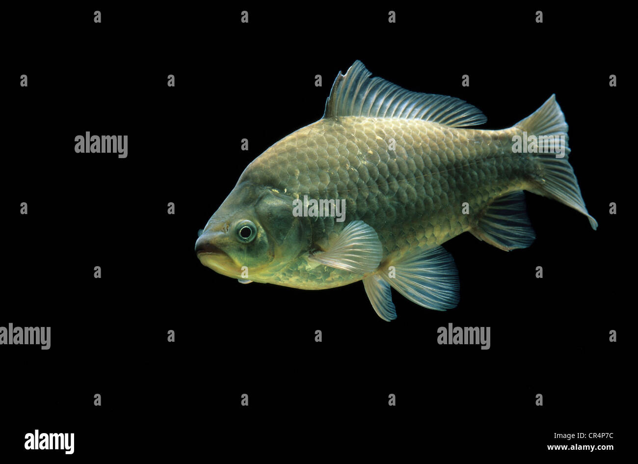 Crucian Carp (Carassius carassius Stock Photo - Alamy