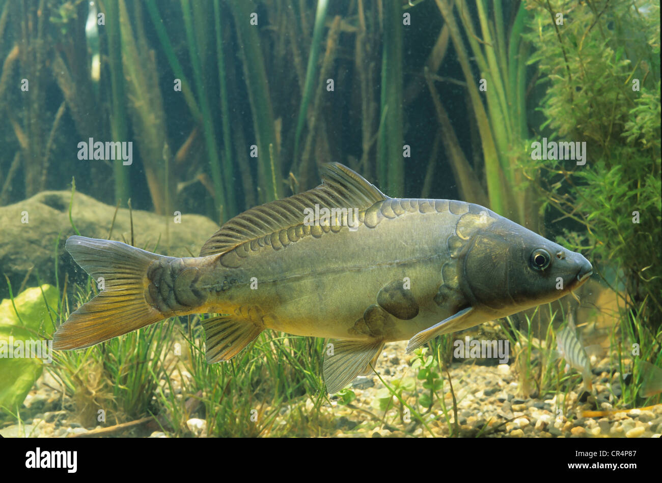 Common Carp (cyprinus Carpio) High Resolution Stock Photography and ...