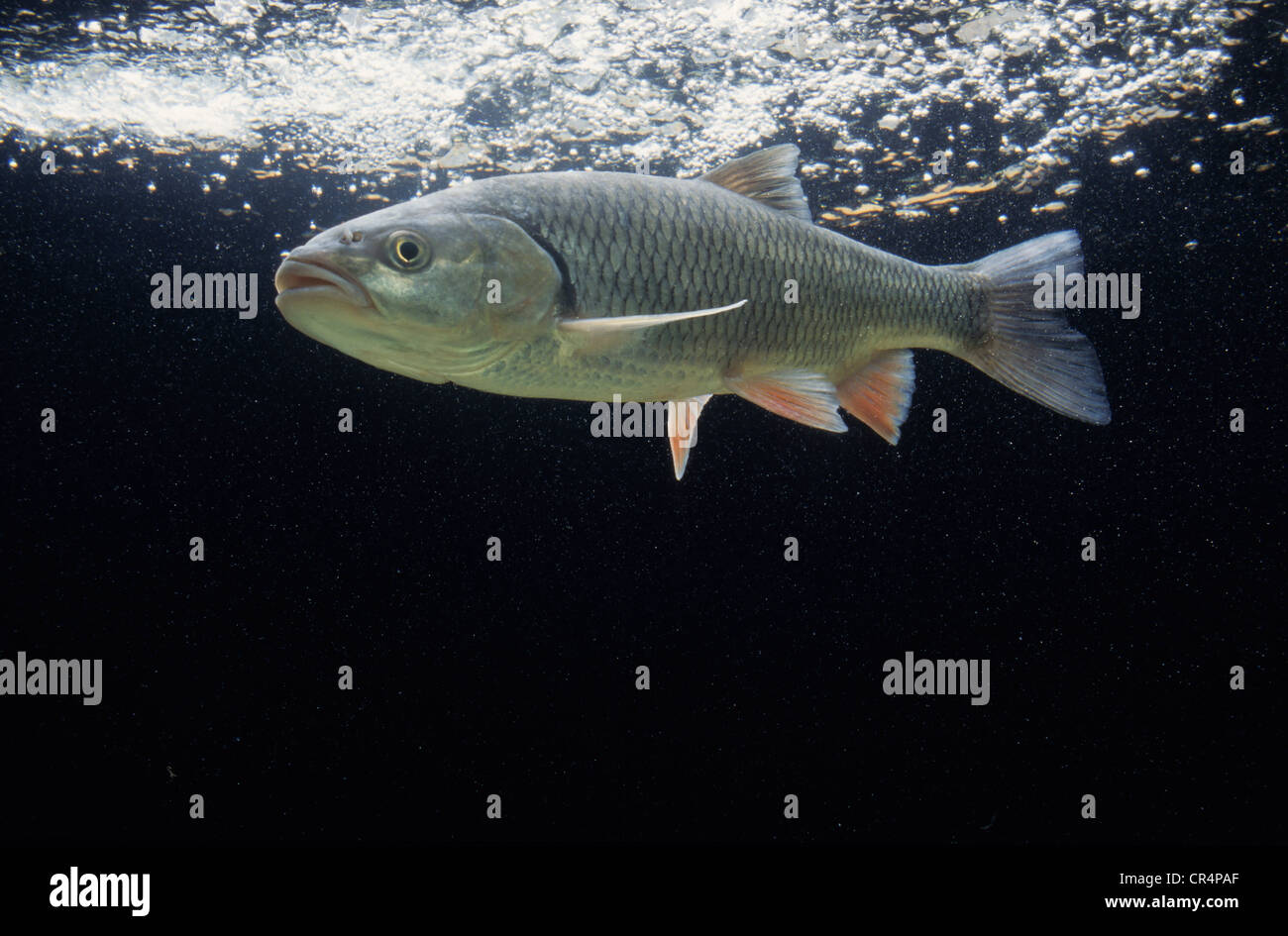 Chub fish hi-res stock photography and images - Alamy