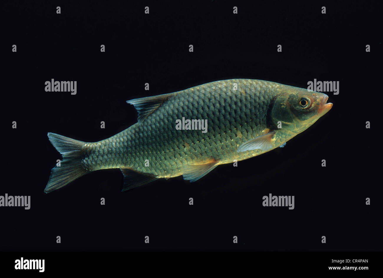 Rudd (Scardinius erythrophthalmus Stock Photo - Alamy