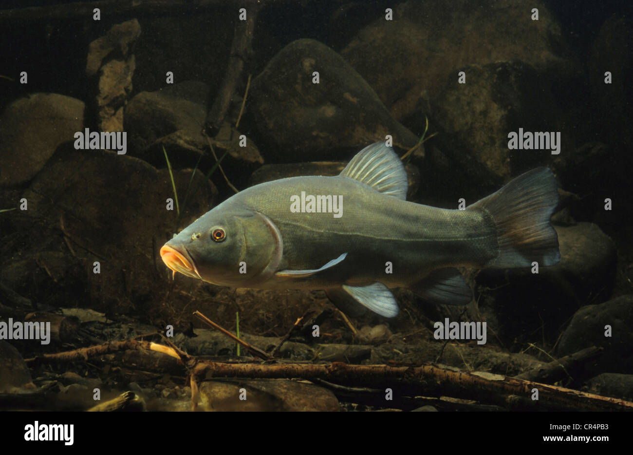 Tench or doctor fish tinca tinca hi-res stock photography and images ...