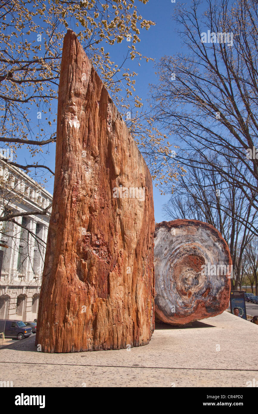 Display of Petrified Wood; Museum;American Indian Museum;Sculptor ...