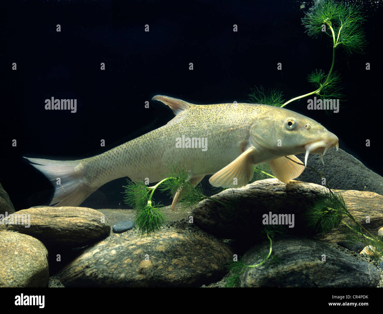 Barbus barbus hi-res stock photography and images - Alamy