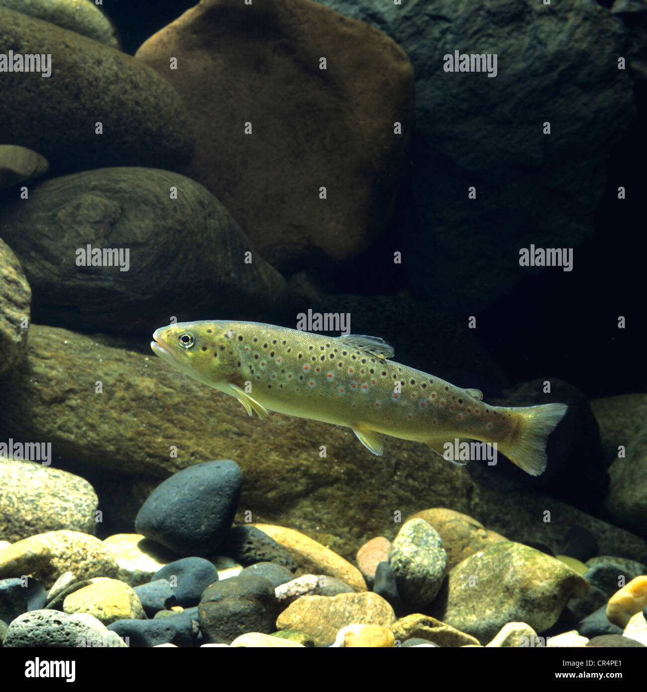 Salmo trutta fario hi-res stock photography and images - Alamy