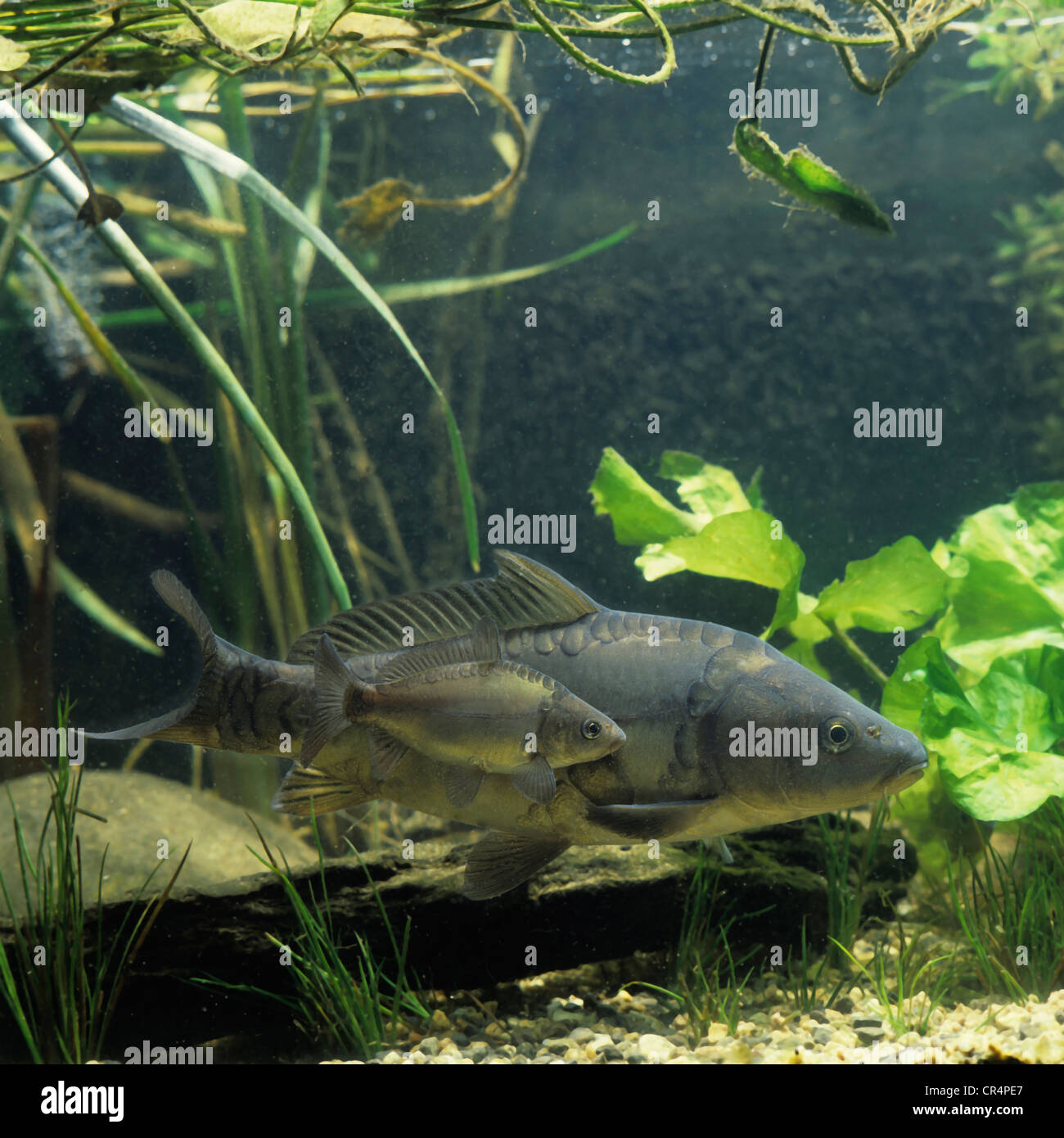 Common carps (Cyprinus carpio Stock Photo - Alamy