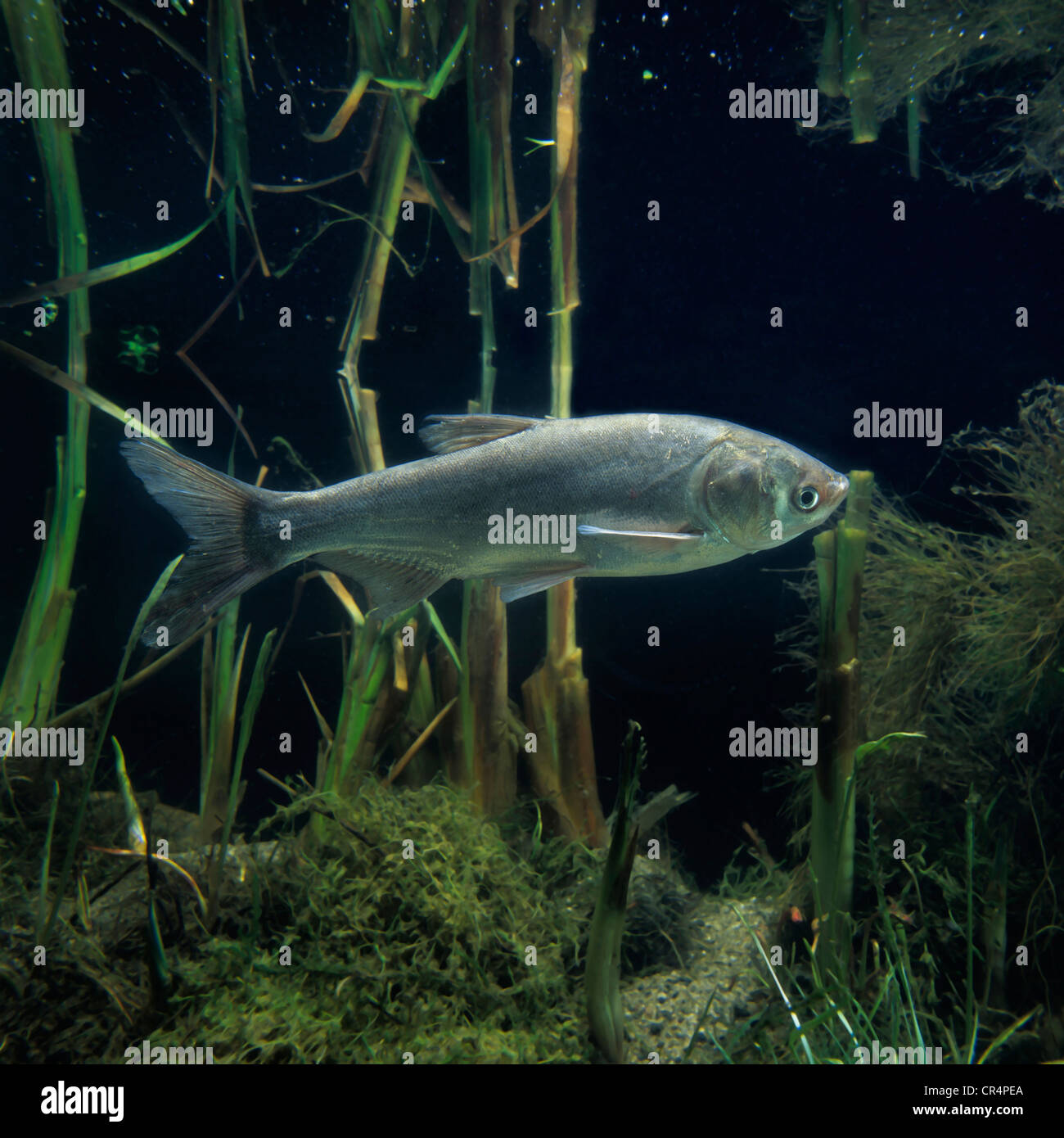 Grass Carp (Ctenopharyngodon idella Stock Photo - Alamy