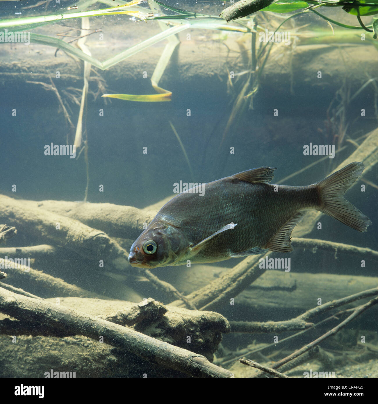 Carp bream (Abramis brama Stock Photo - Alamy