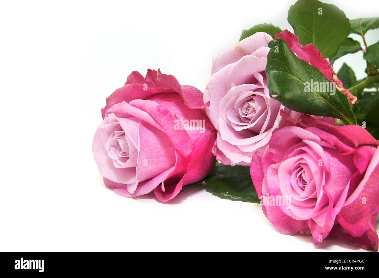 beautiful flowers in close-up shot on a white background Stock Photo ...