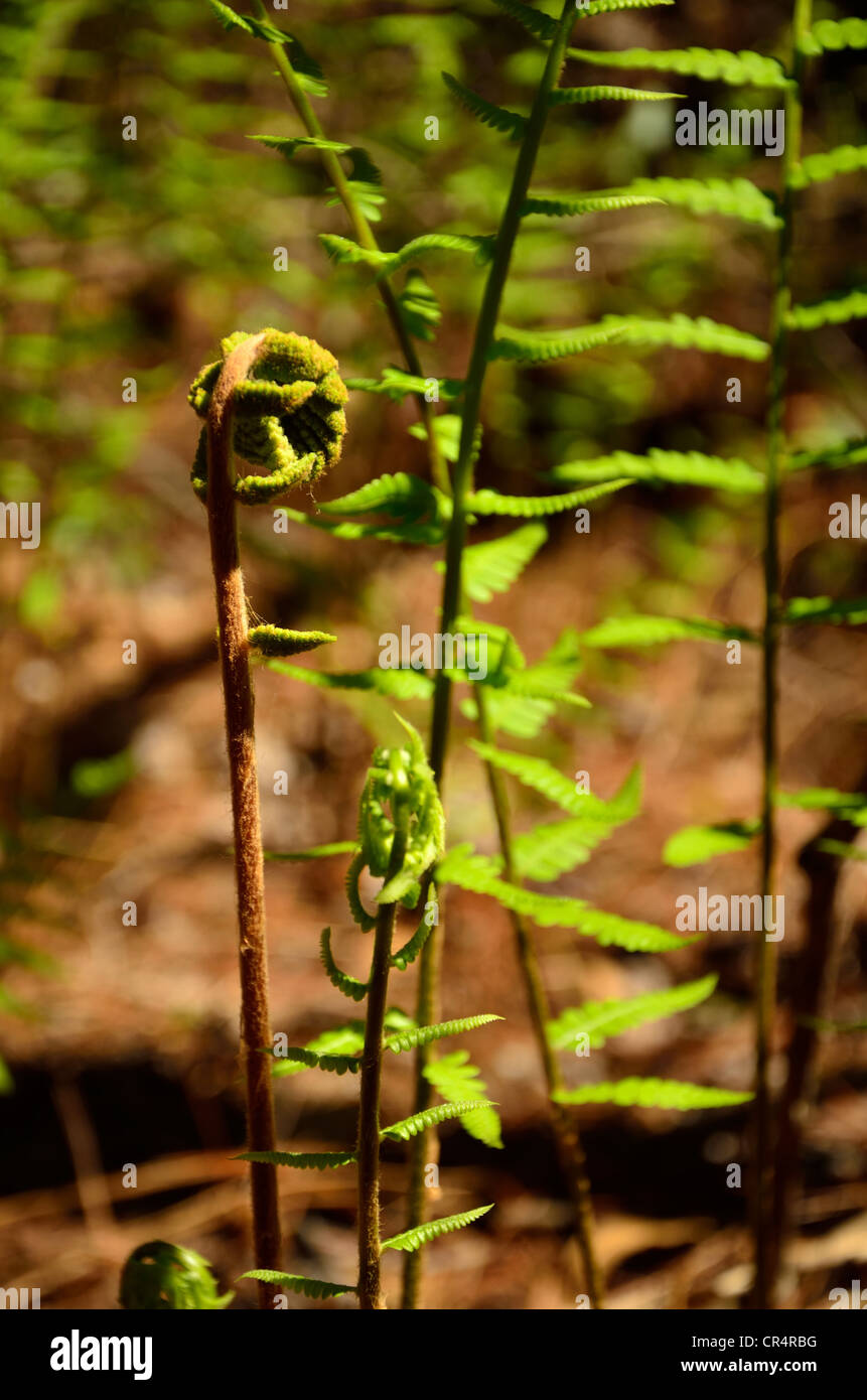 Time to unfurl hi-res stock photography and images - Alamy