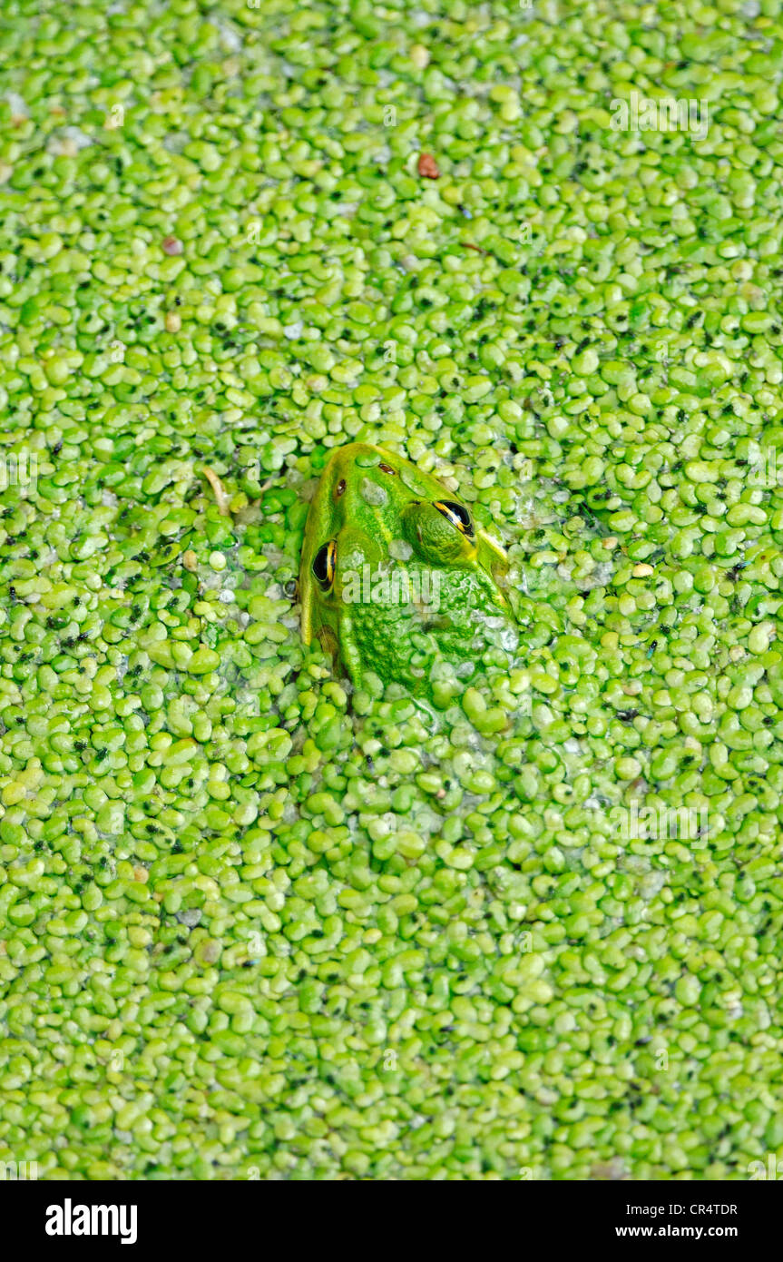 Edible Frog (Pelophylax esculentus, Rana esculenta) in Lesser Duckweed ...