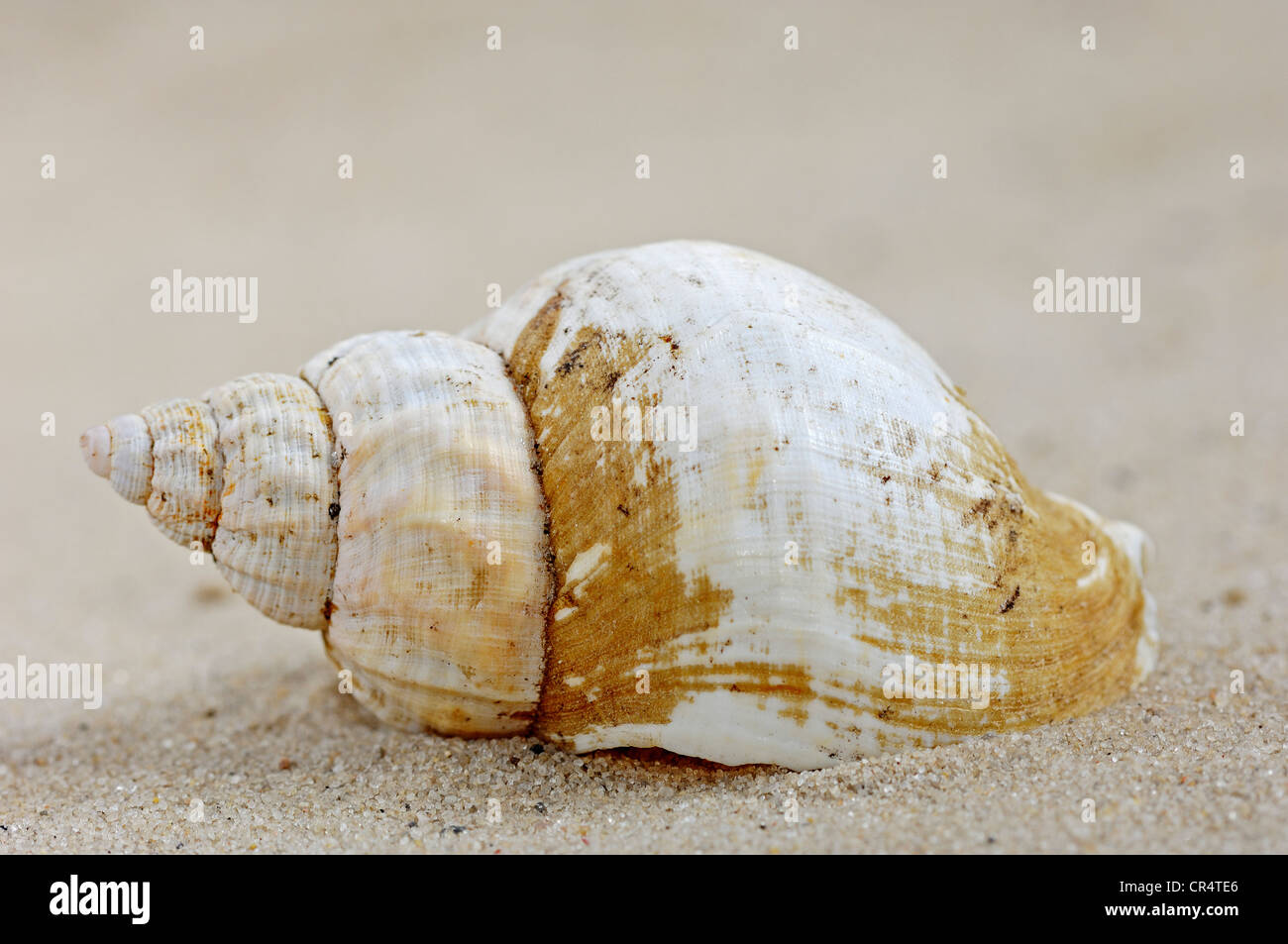 Common whelk shells hi-res stock photography and images - Alamy