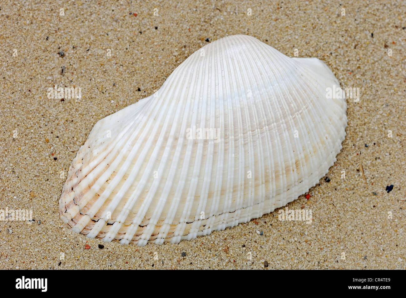 Anadara transversa hi-res stock photography and images - Alamy