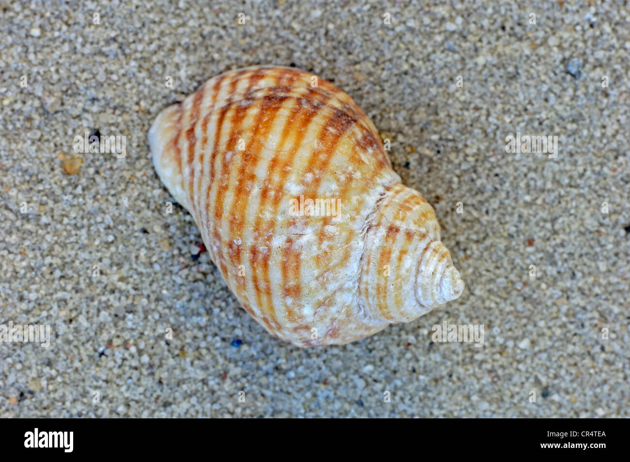 Shell of the Dogwhelk or Atlantic Dogwinkle (Nucella lapillus), native ...
