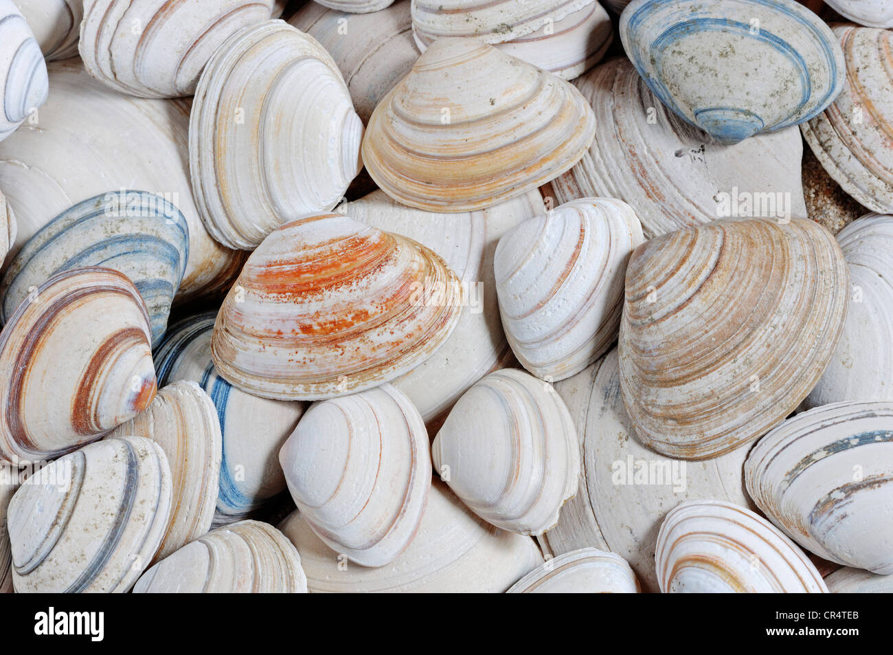 Cut Trough (Spisula subtruncata) shells, Netherlands, Europe Stock ...