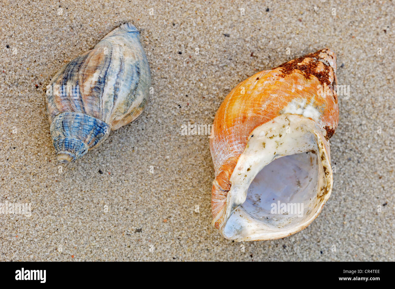 Common whelk shells hi-res stock photography and images - Alamy
