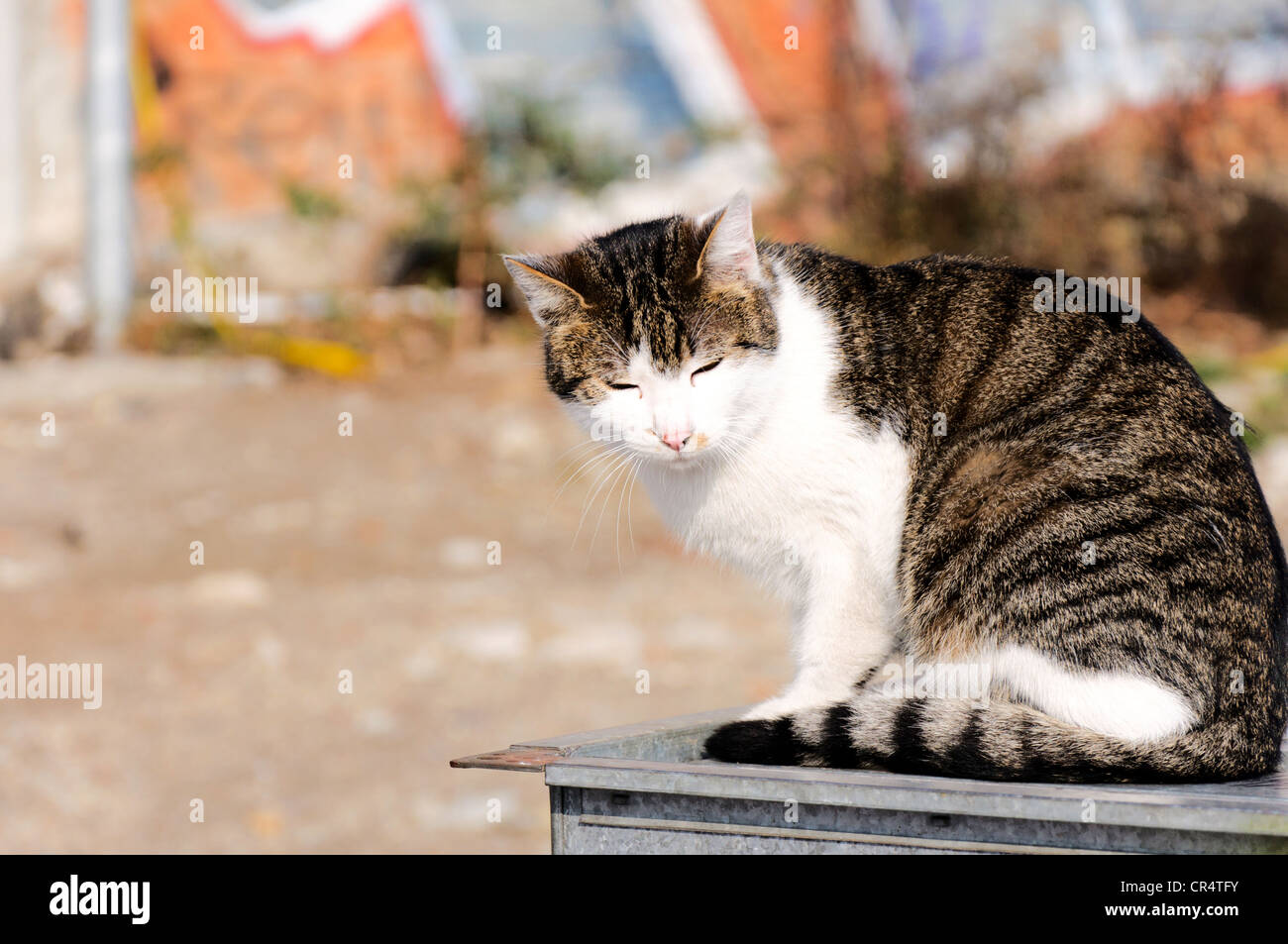 Sleeping cat in outside Stock Photo - Alamy