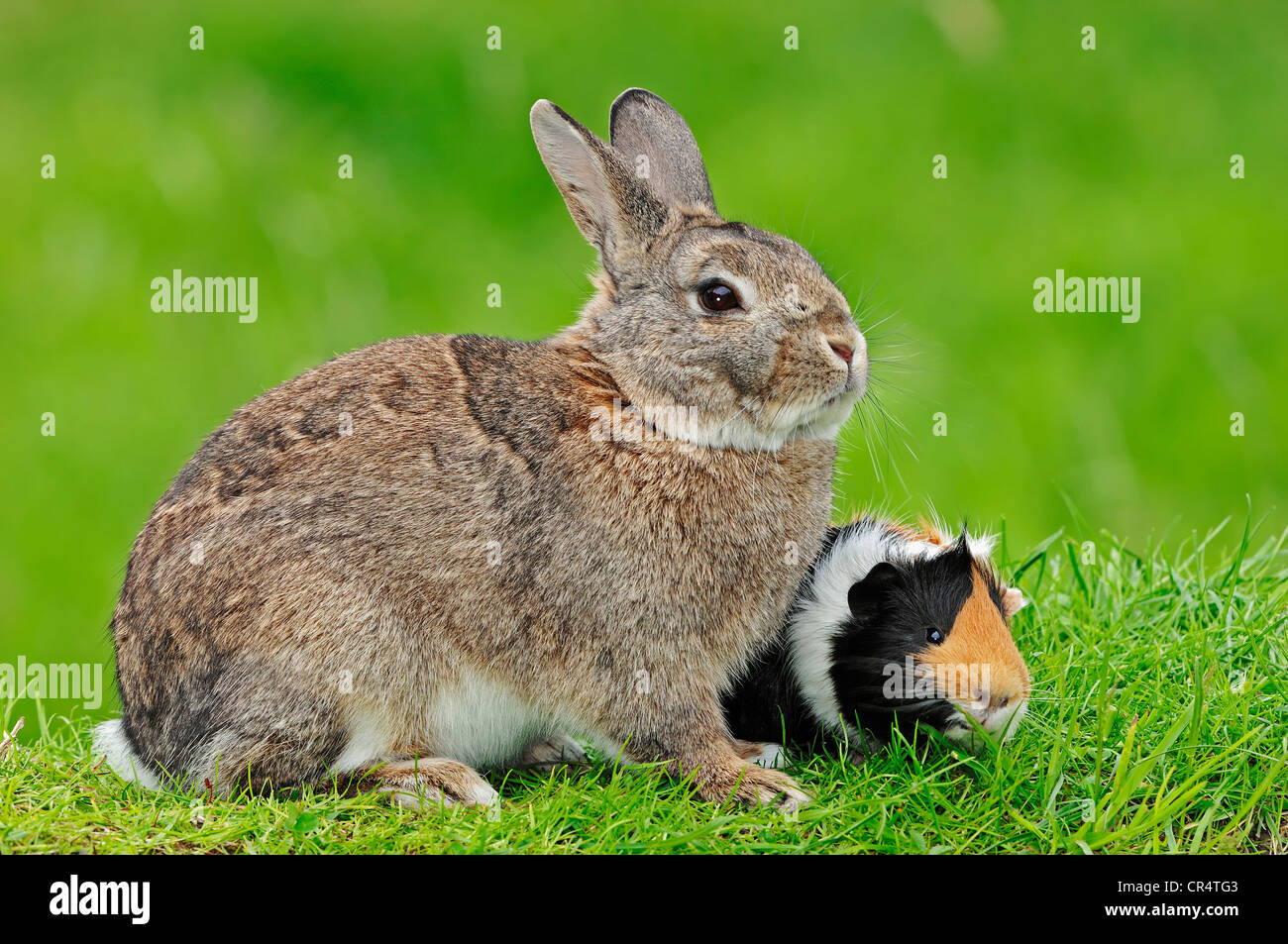 Dwarf Rabbit (Oryctolagus cuniculus forma domestica) and Guinea Pig ...