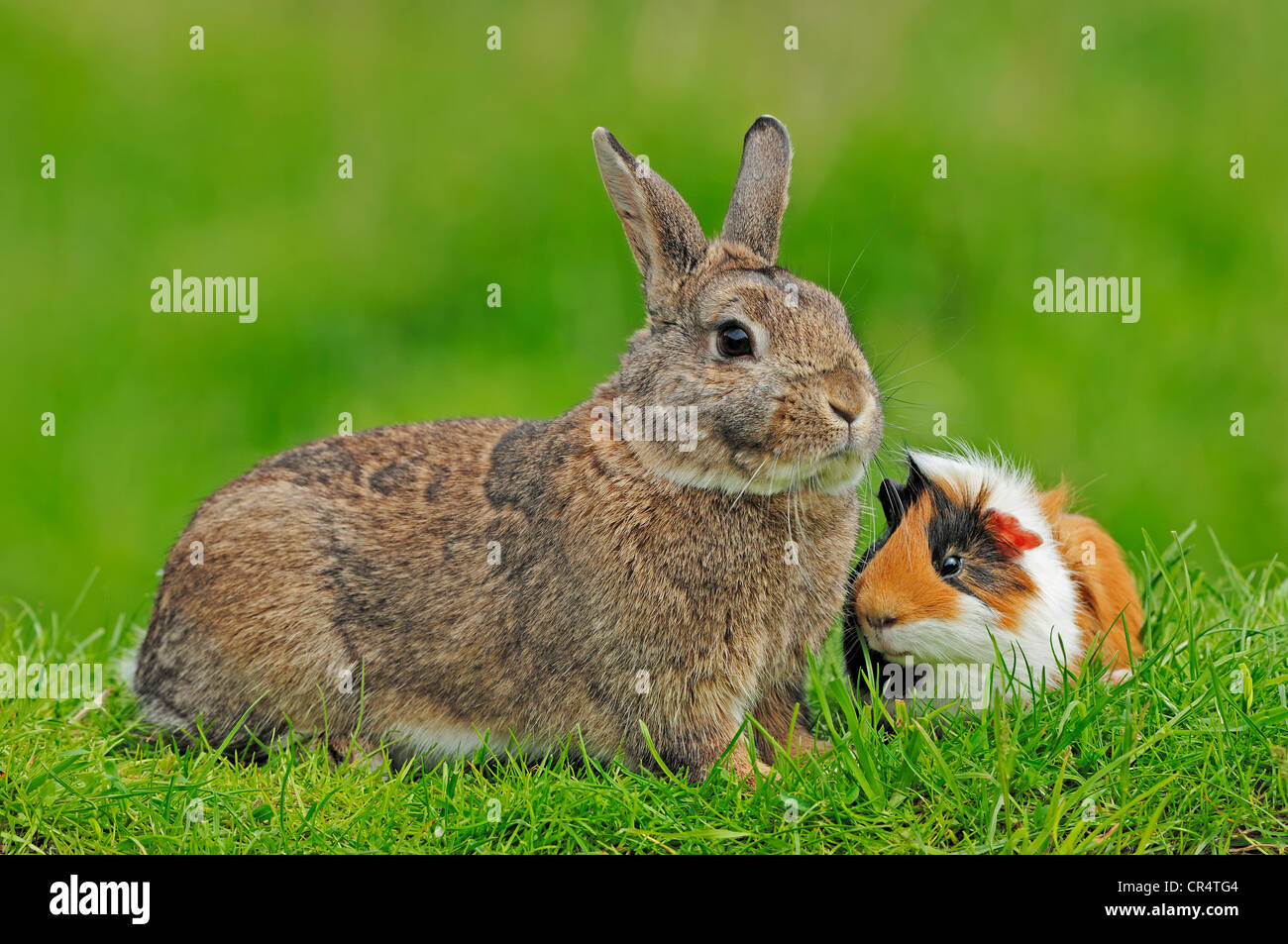 Dwarf Rabbit (Oryctolagus cuniculus forma domestica) and Guinea Pig ...