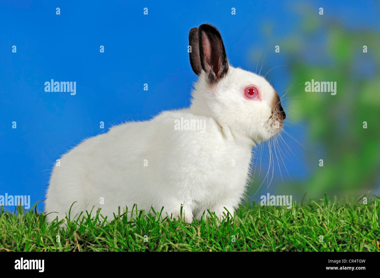 Black Himi Dwarf Rabbit (Oryctolagus cuniculus forma domestica Stock ...