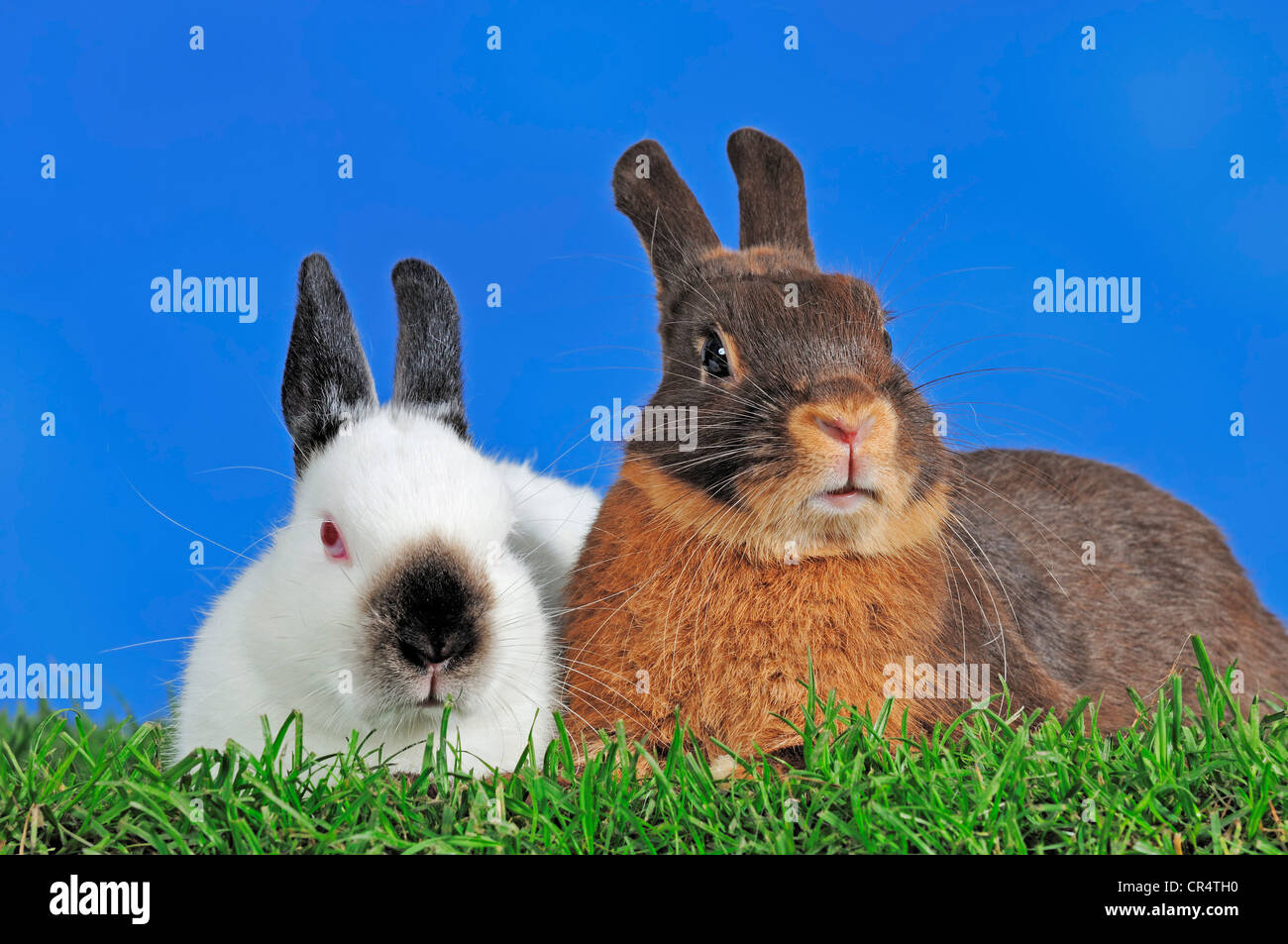 Black Himi and Tawny Brown Dwarf Rabbits (Oryctolagus cuniculus forma ...
