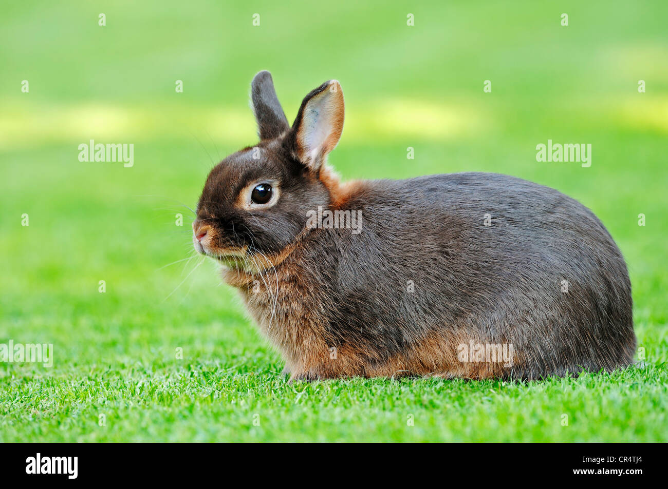 Tawny Brown Dwarf Rabbit (Oryctolagus cuniculus forma domestica Stock ...