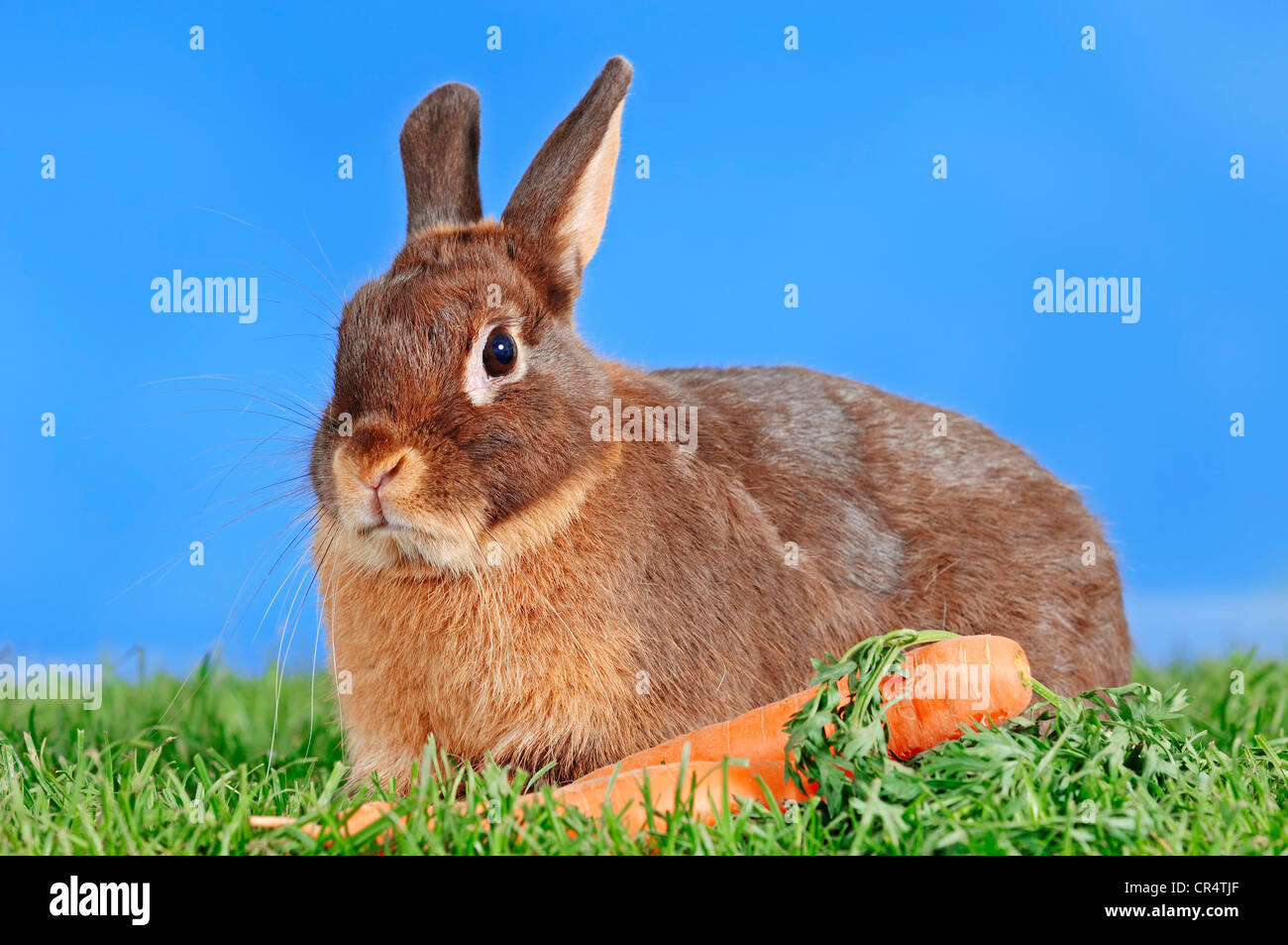 Brown Dwarf Rabbits