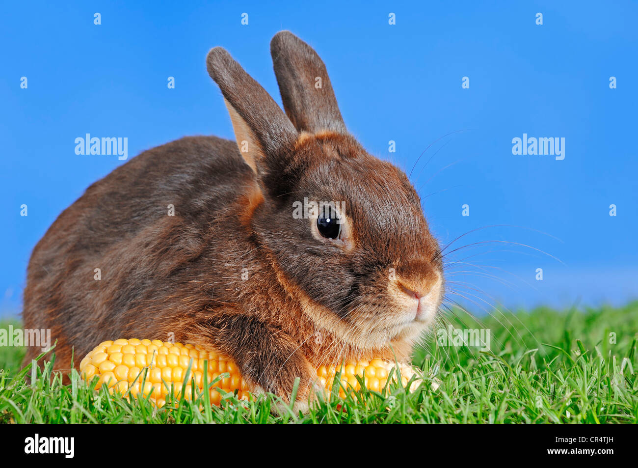 Tawny Brown Dwarf Rabbit (Oryctolagus cuniculus forma domestica) with ...