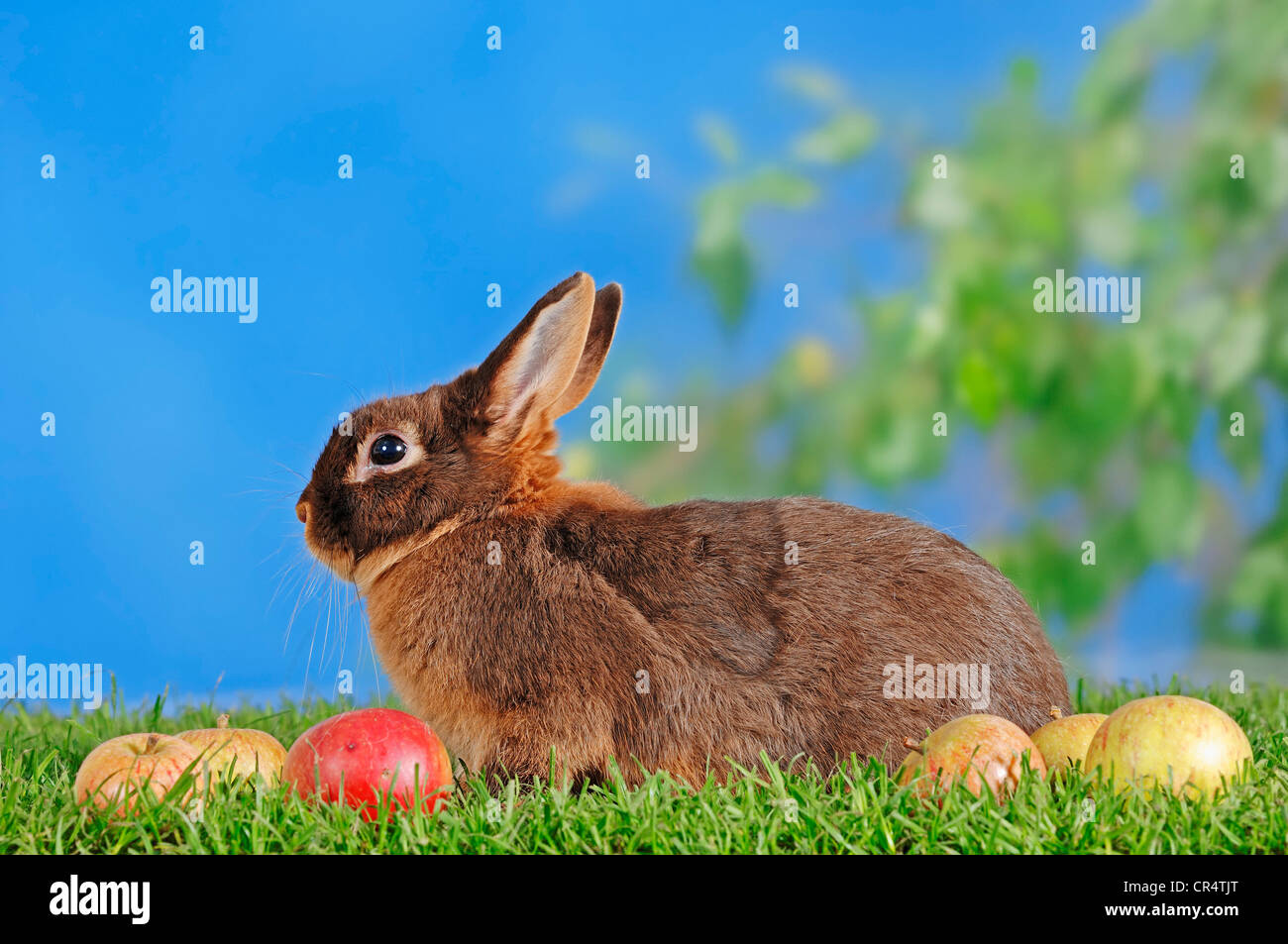 Tawny Brown Dwarf Rabbit (Oryctolagus cuniculus forma domestica) and ...
