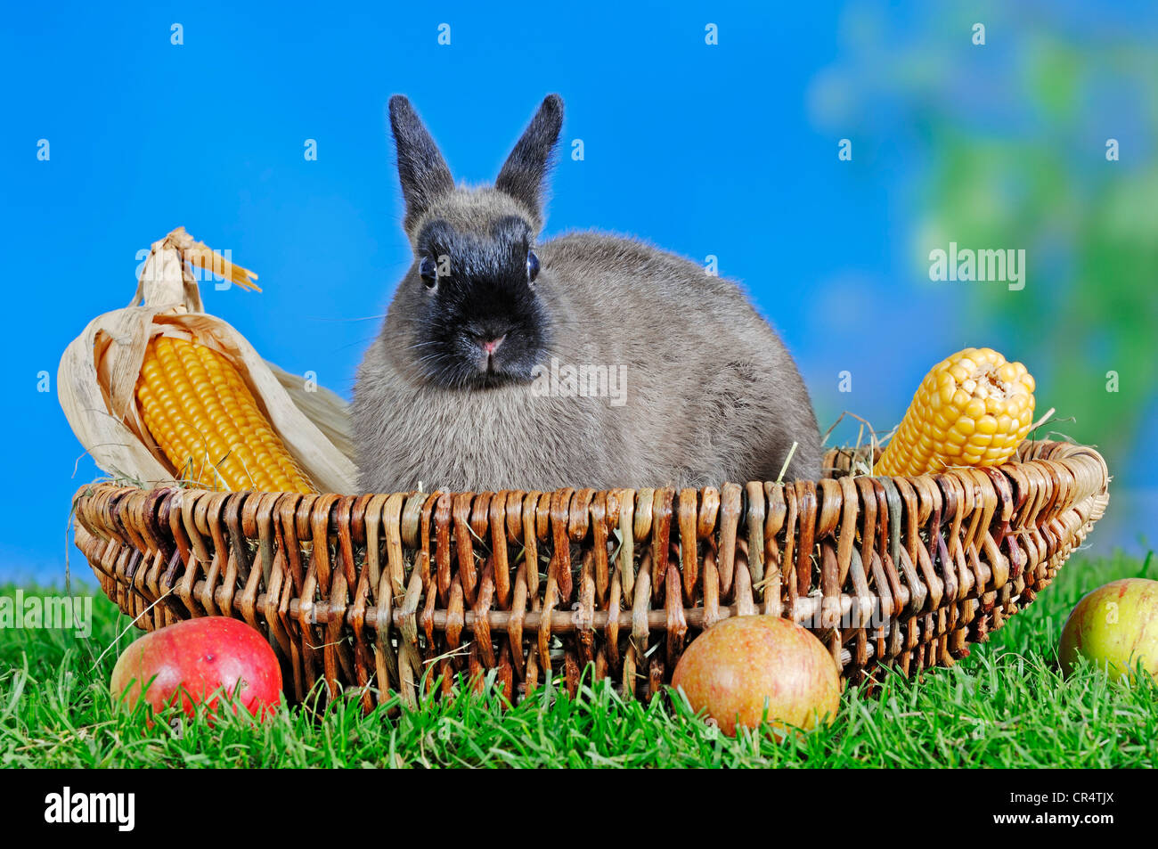 Blue Sable Marten Dwarf Rabbit (Oryctolagus cuniculus forma domestica ...