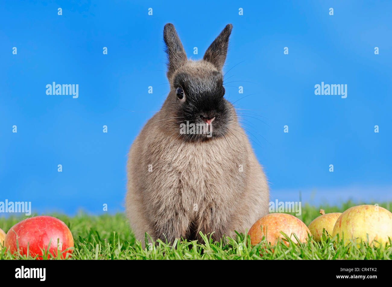 Blue Sable Marten Dwarf Rabbit (Oryctolagus cuniculus forma domestica ...