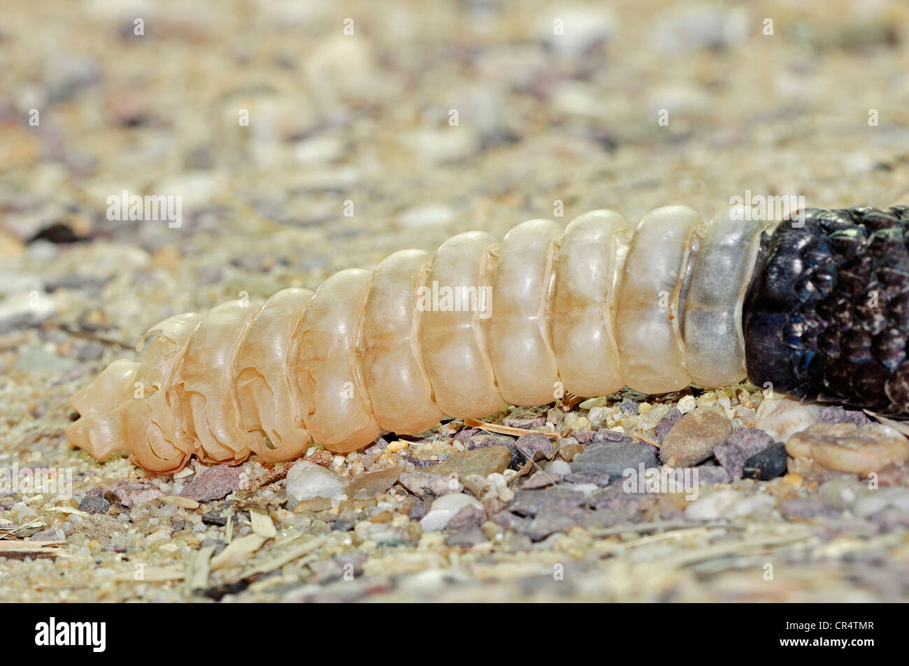 Mexican west coast rattlesnake hi-res stock photography and images - Alamy