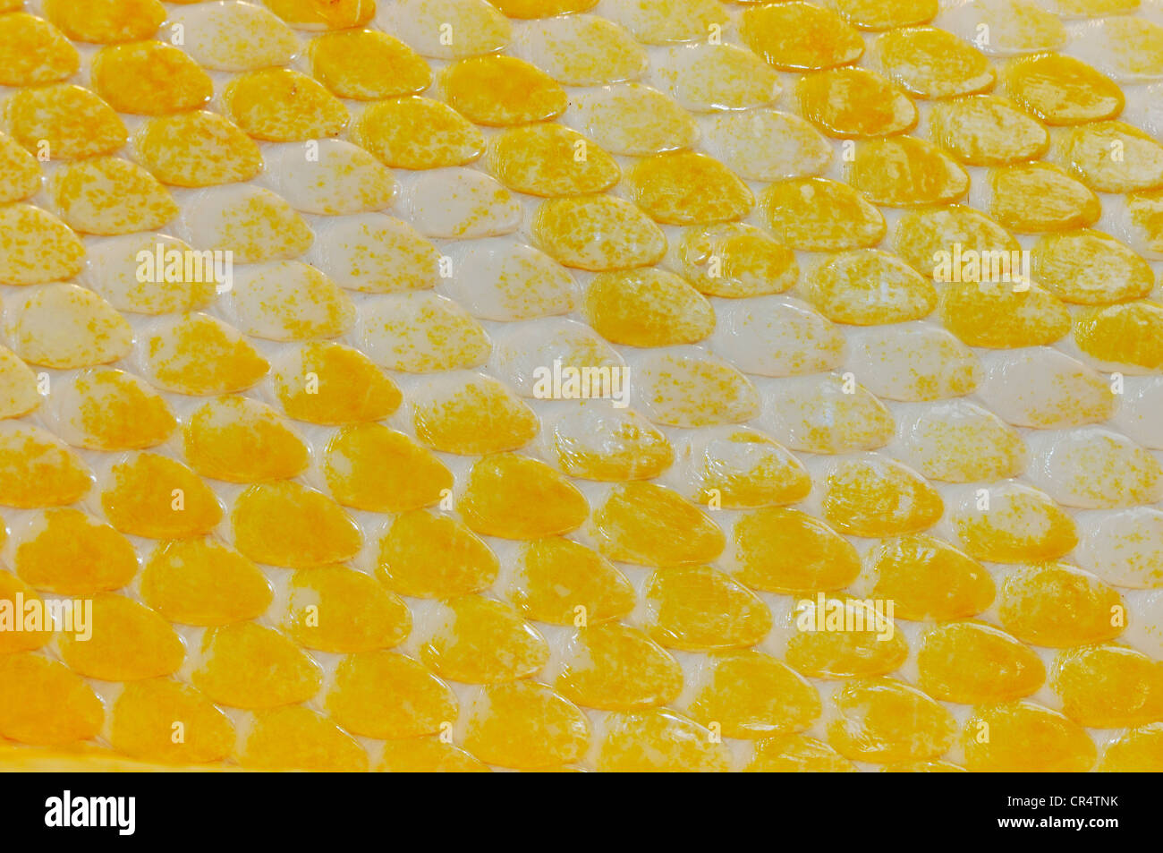 Albino Burmese Python or Golden Thai Python (Python molurus bivittatus ...