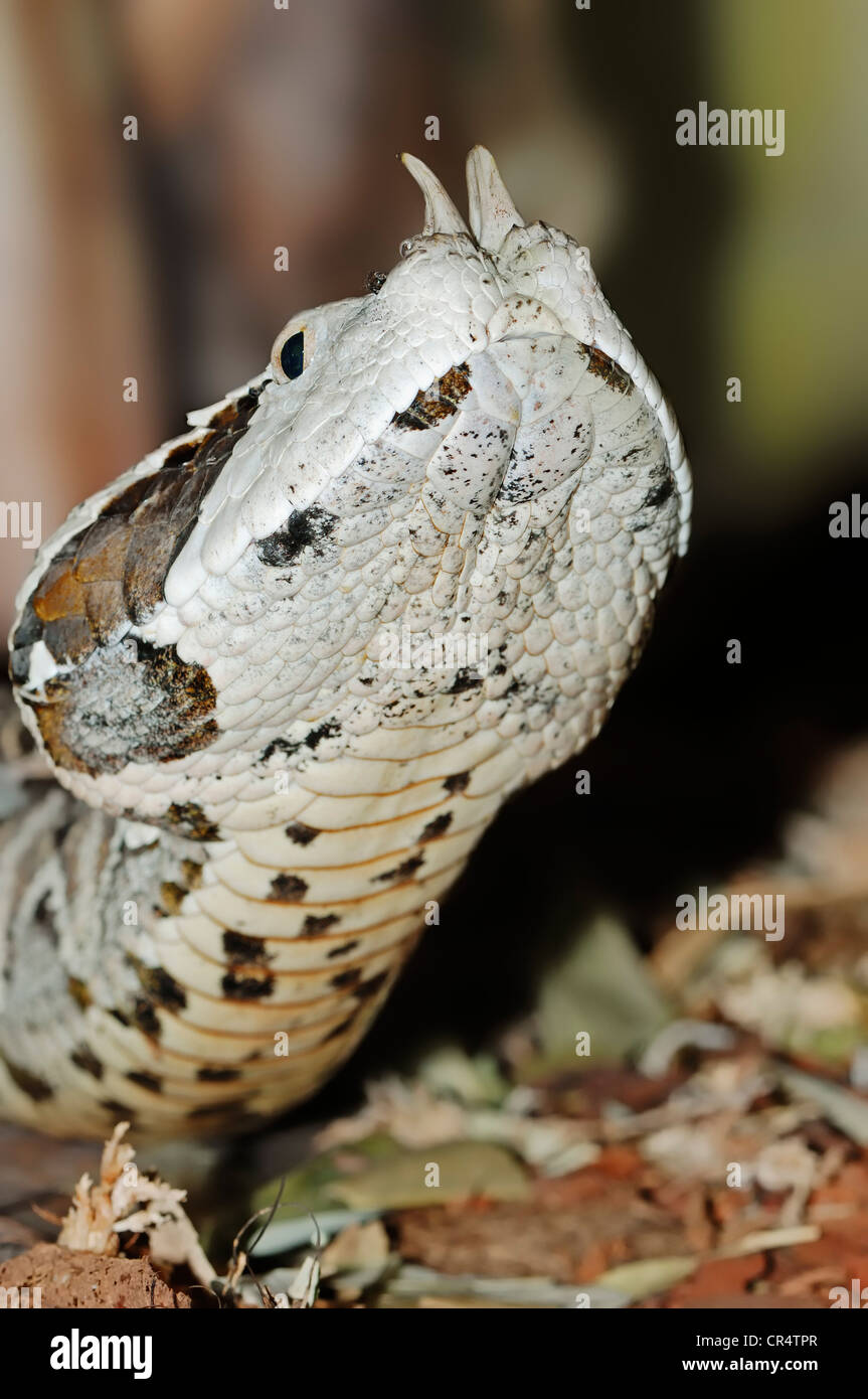 West African Gaboon Viper or Gaboon Adder (Bitis rhinoceros gabonica ...