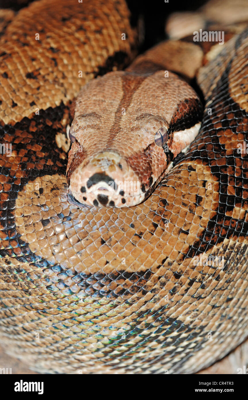 Boa Constrictor (Boa constrictor), native to in South America, in ...